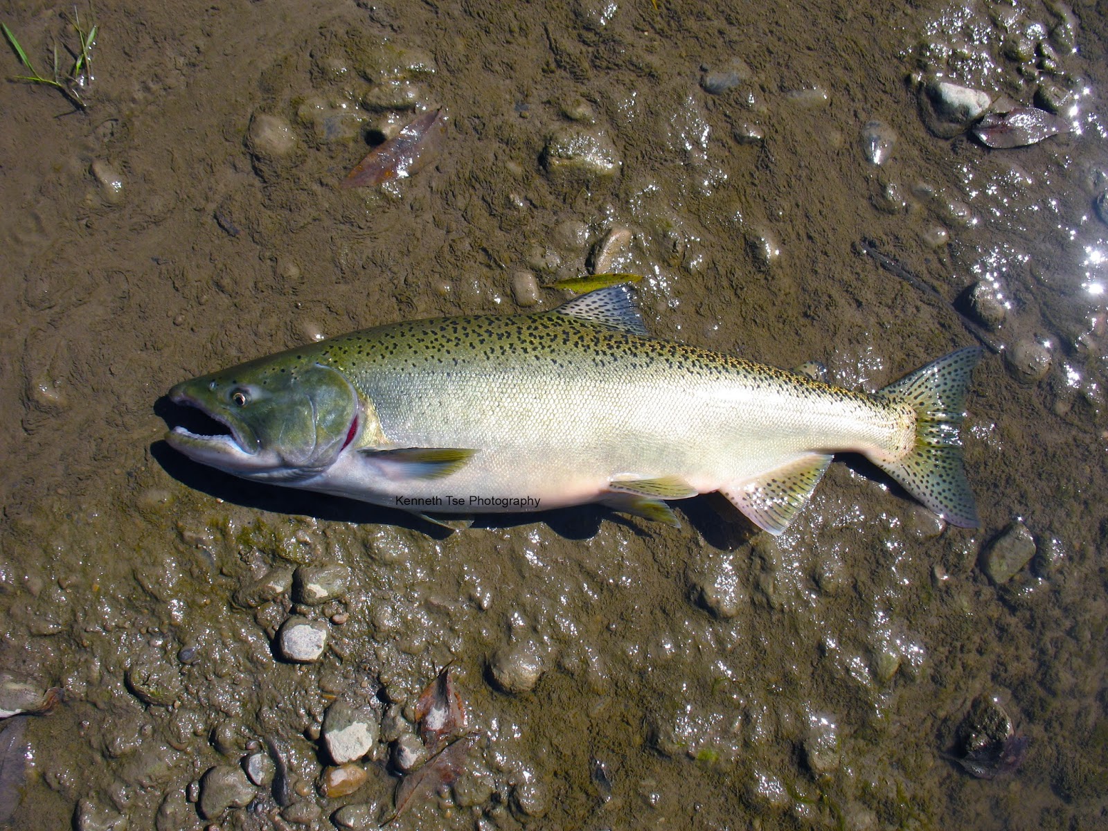 MuskieBait Adventures: Spoon fed salmon finally avenged!