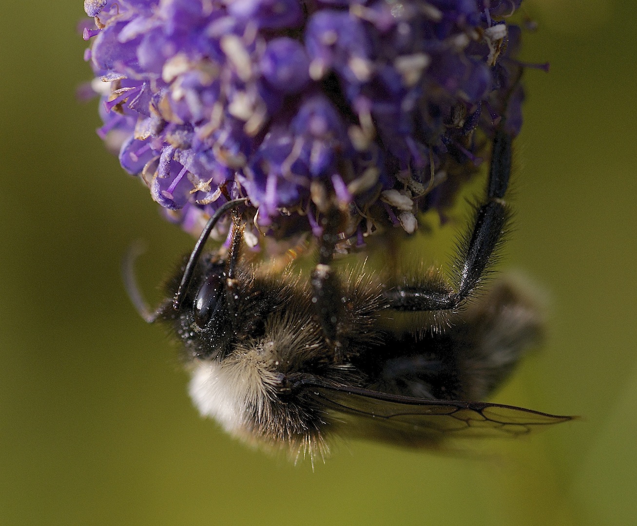 Naturfoto Einar Hugnes: Blant humler, røsslyng, tyttebær og bjørk