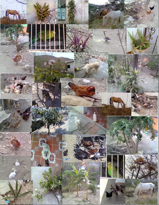 NUESTRO MEDIO AMBIENTE: Colash!!!