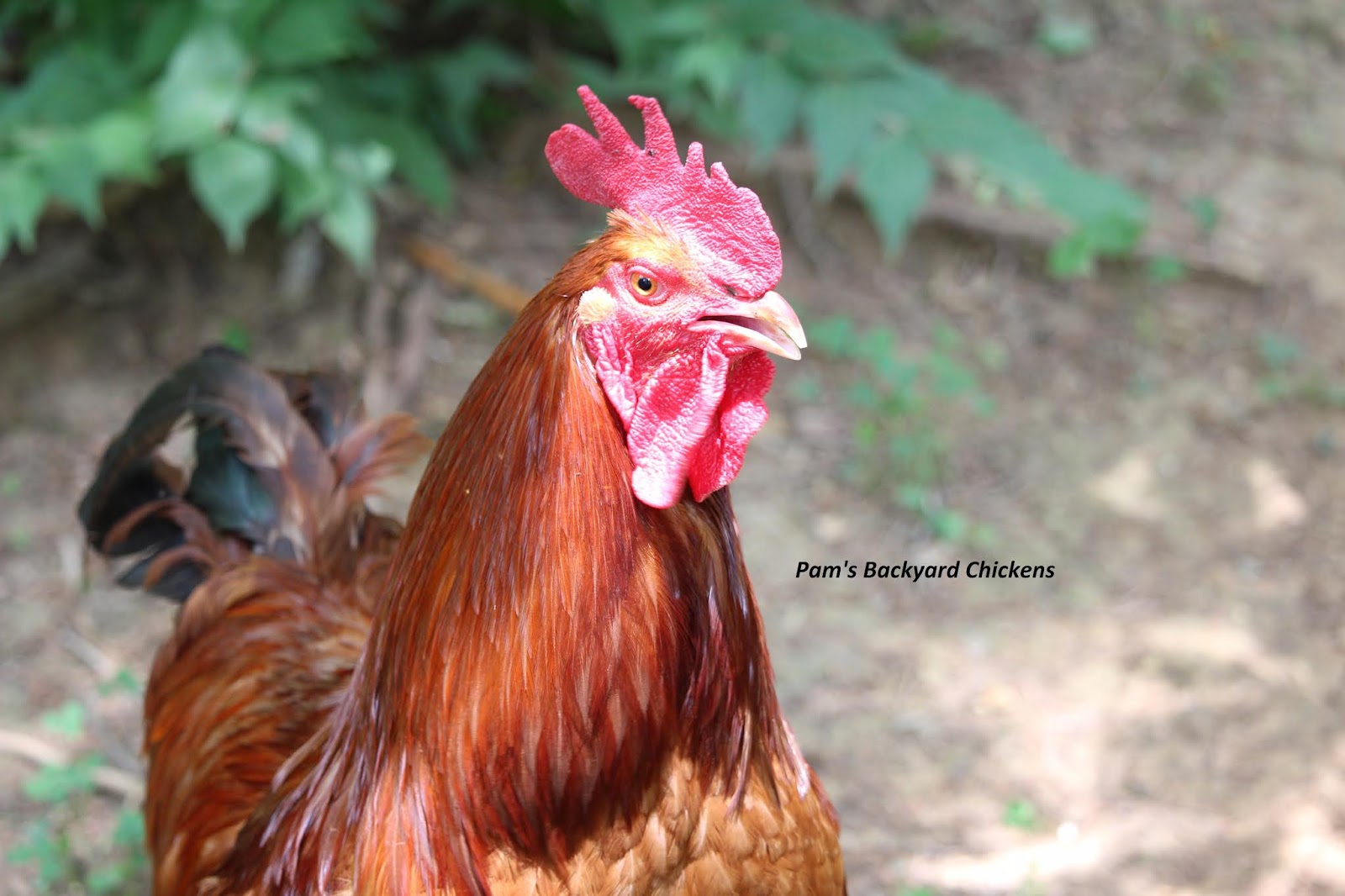 Pam's Backyard Chickens: Top Ten Facts About Roosters