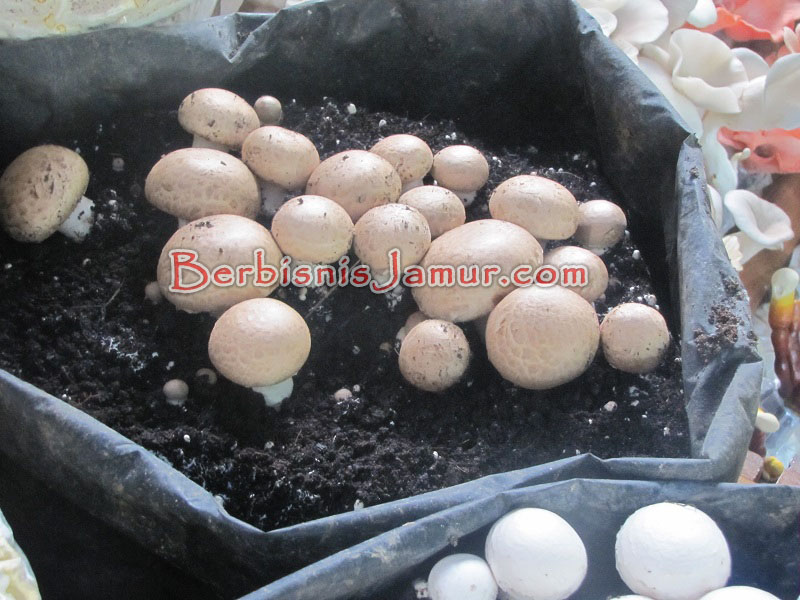 Bisnis Budidaya Jamur Kancing ~ Berbisnis Jamur