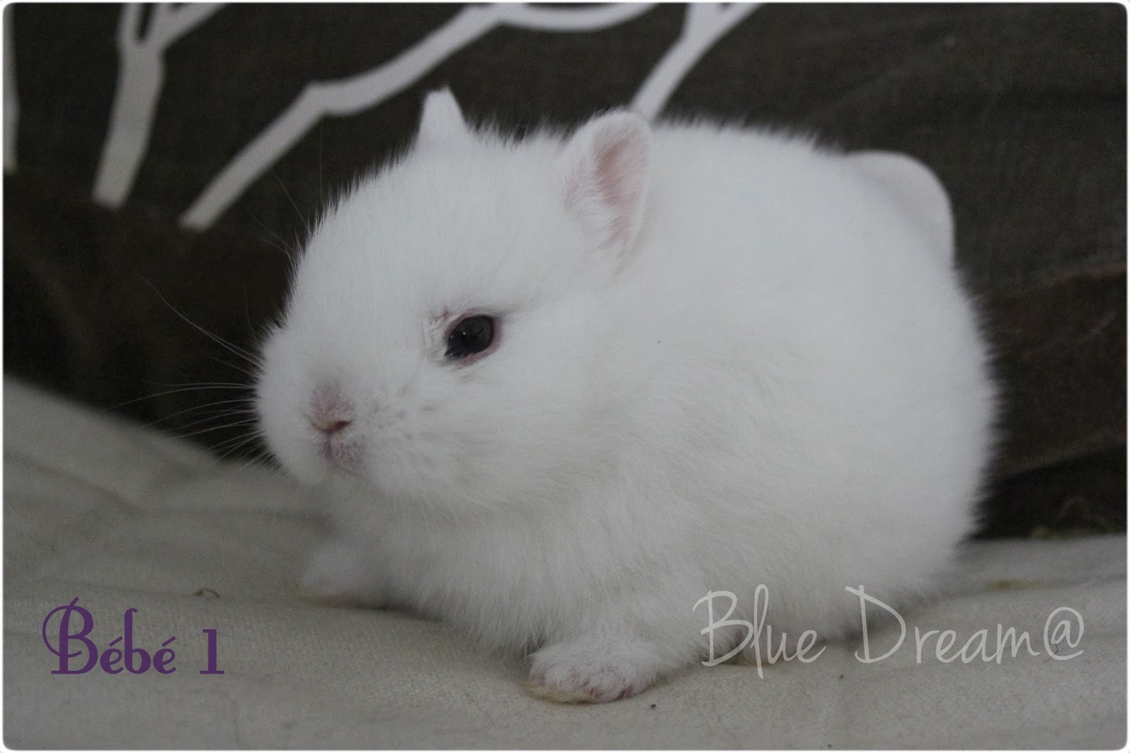 Blue Dream lapins nains: Nos bébés