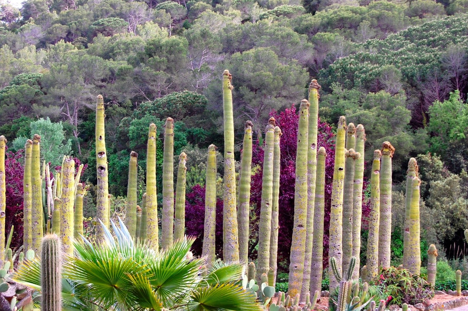 moments ...: Pinya de Rosa Tropical Botanical Garden w Blanes, Hiszpania