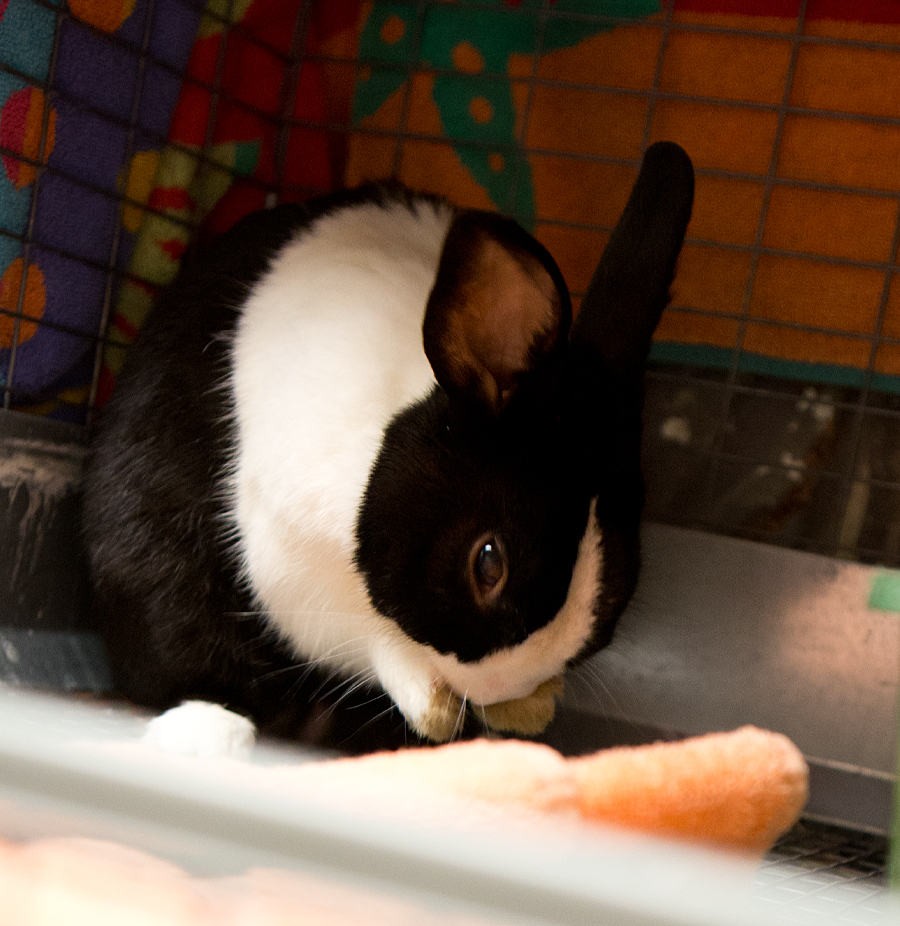 Shelter Dogs of Portland: "JAKK" - great markings and personality too ...