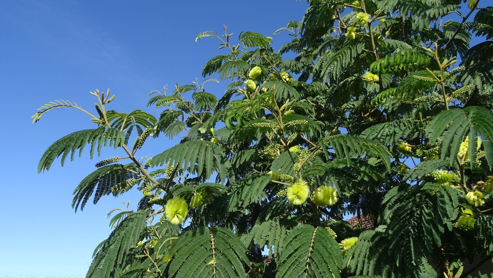 MAP: MELBOURNE STREET TREES 150 - CAPE WATTLE
