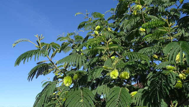 MAP: MELBOURNE STREET TREES 150 - CAPE WATTLE