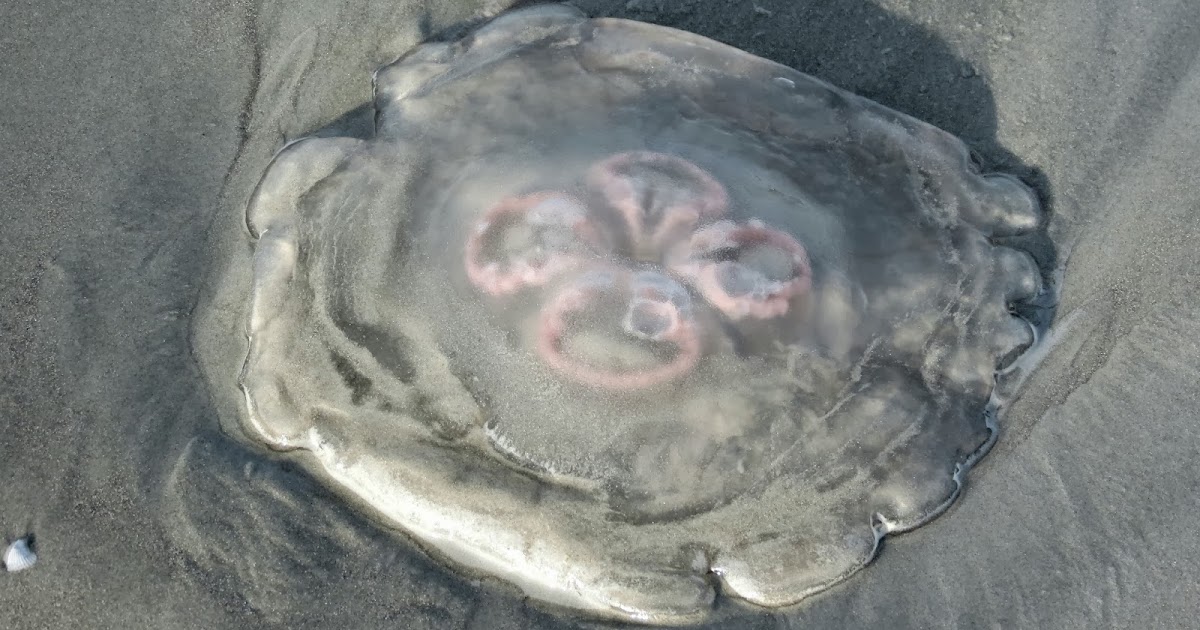 Angels for You: Jellyfish: A Lesson in Maintaining Balance