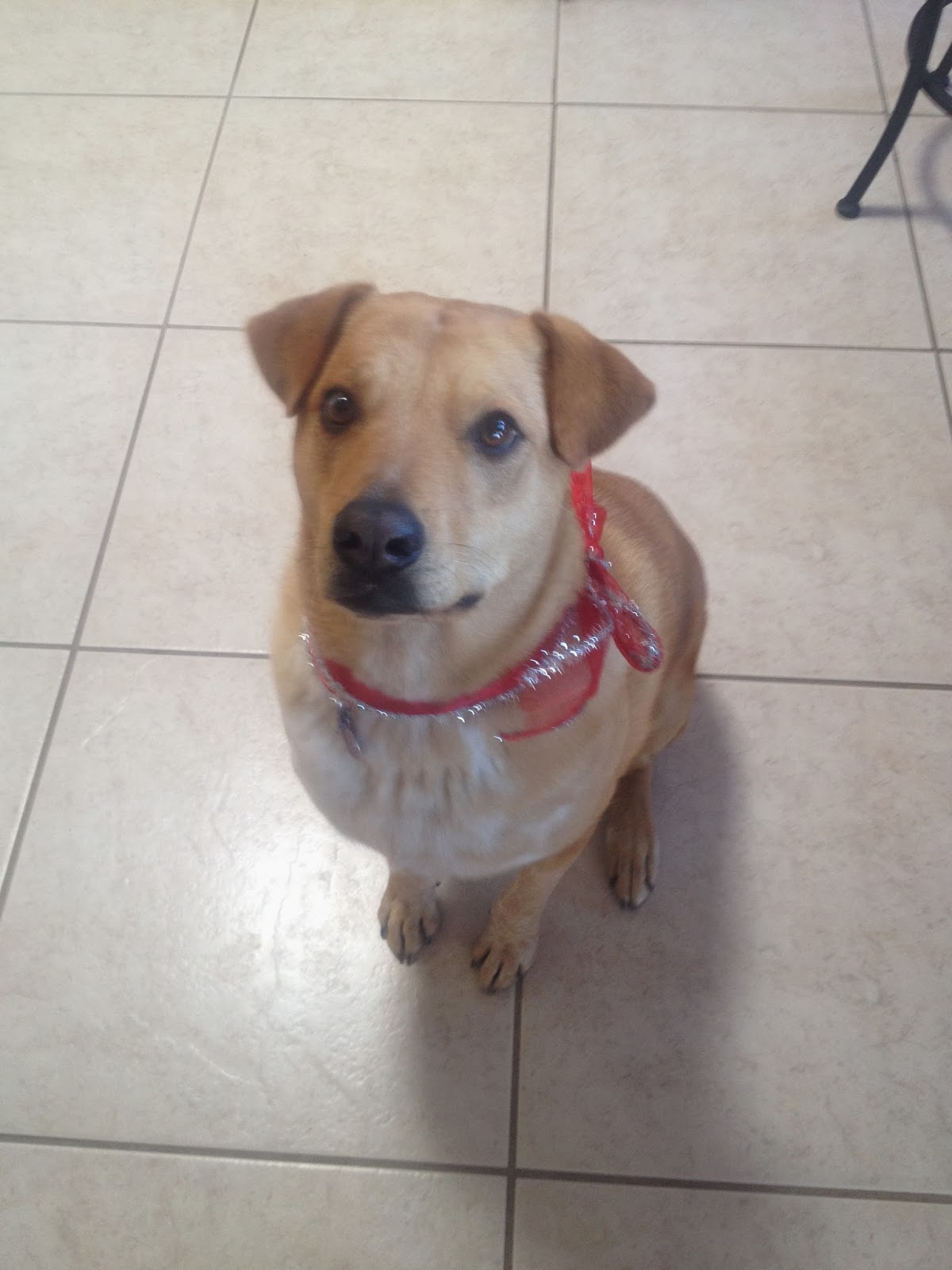 A Closer Walk: A Tail of Two Dogs