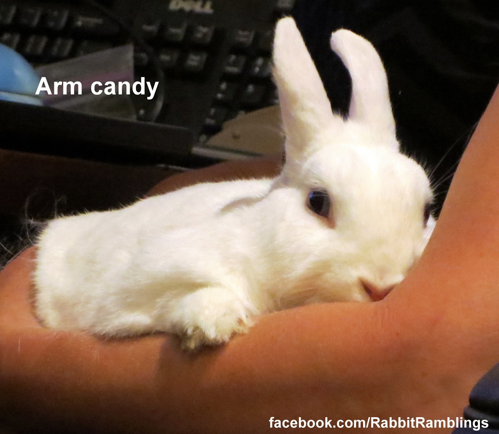 Rabbit Ramblings: Arm candy