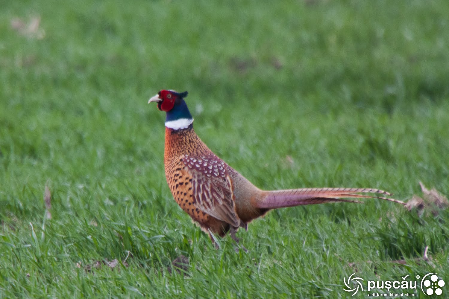 wildlife caras-severin: Fazan ( Phasianus colchicus )