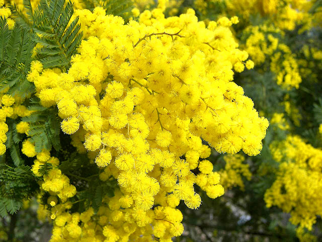 Unavená vařečka: Mimoza - 8.březen - Mezinárodní den žen