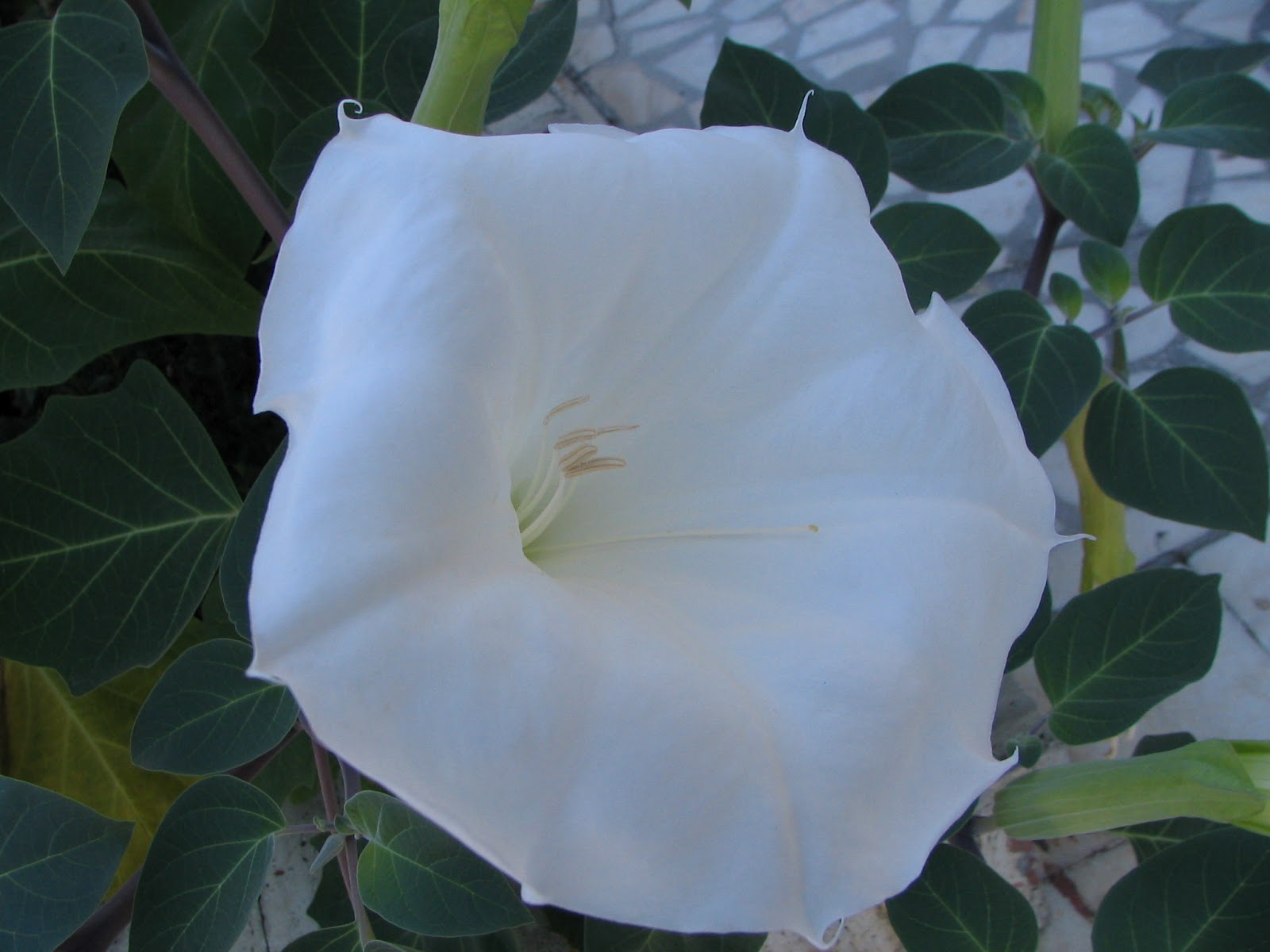 LA MULTI ANI, ROMANIA!: Floare alba