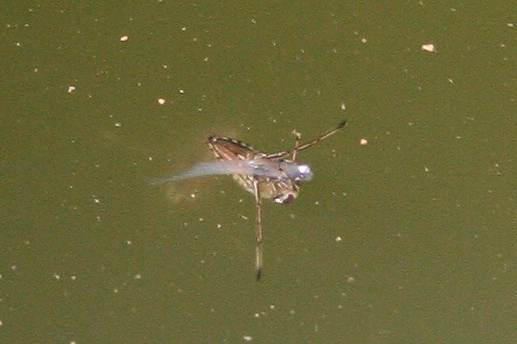 Avon Roach Project: Spawning and Hatching - May 2016