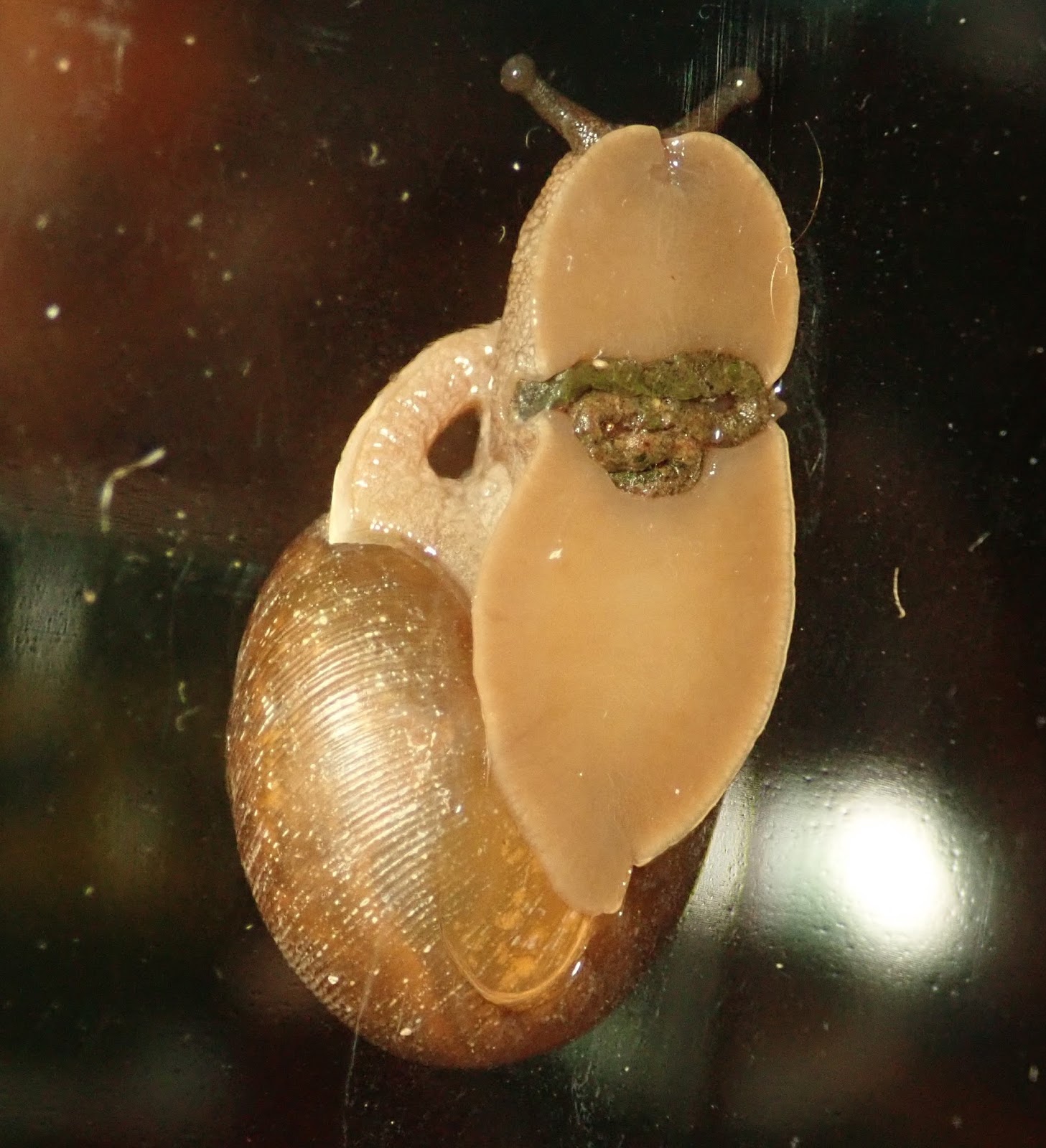 Springfield Plateau: Mating Snails