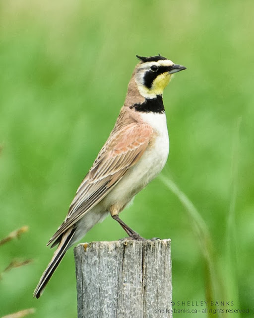 Prairie Nature: Birds / Oiseaux
