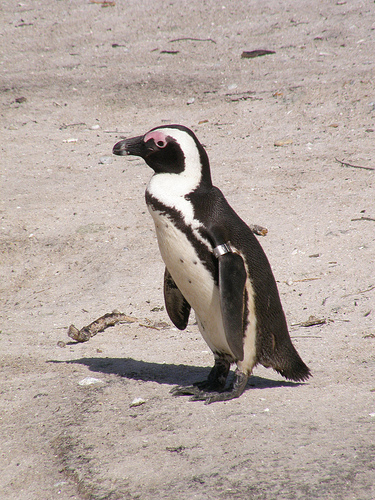 Laberinto en extinción: Pingüino del Cabo (Spheniscus demersus)
