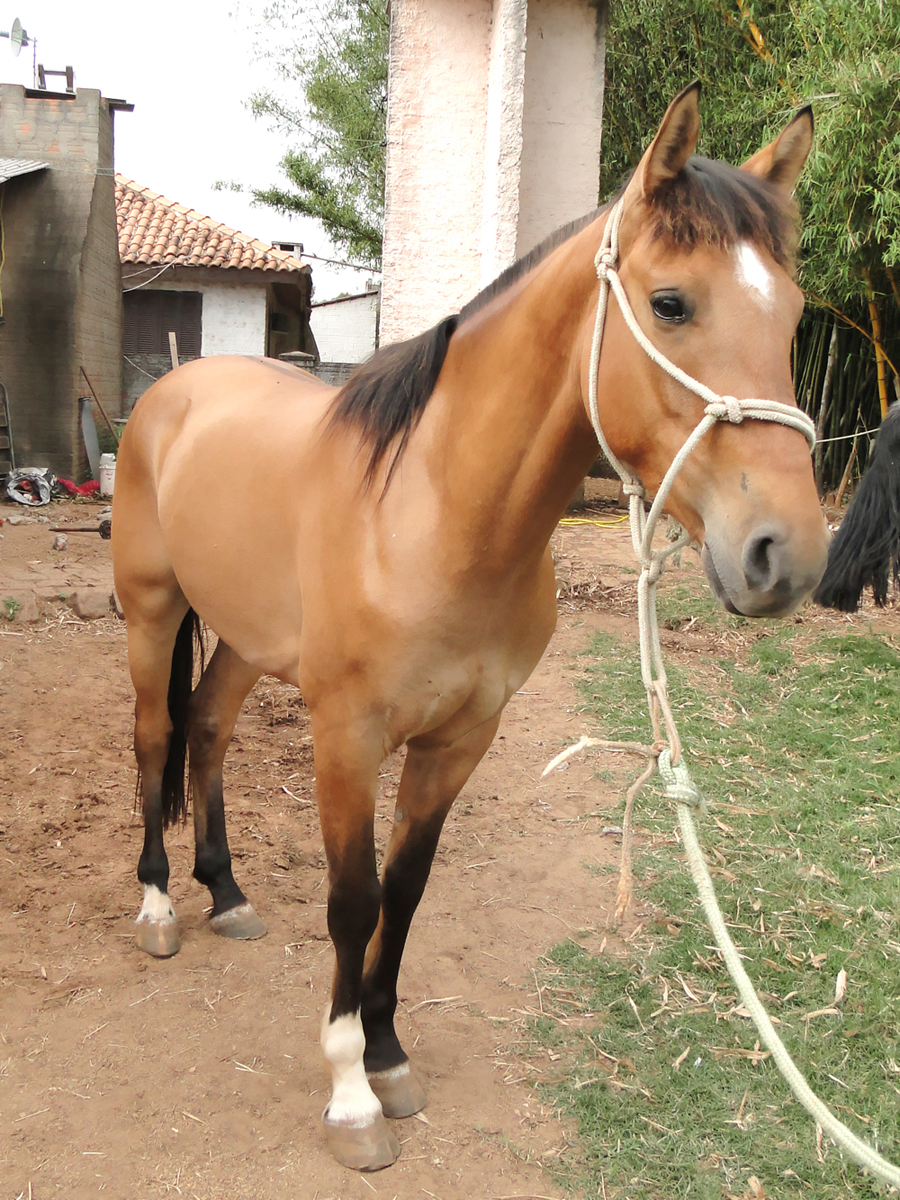 LAÇO PERFUMADO: A VENDA O GATEADO