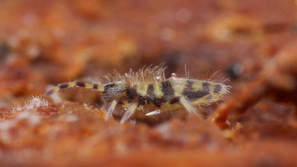 ムシをデザインしたのはダレ？: アヤトビムシ科 Homidia pseudosinensis