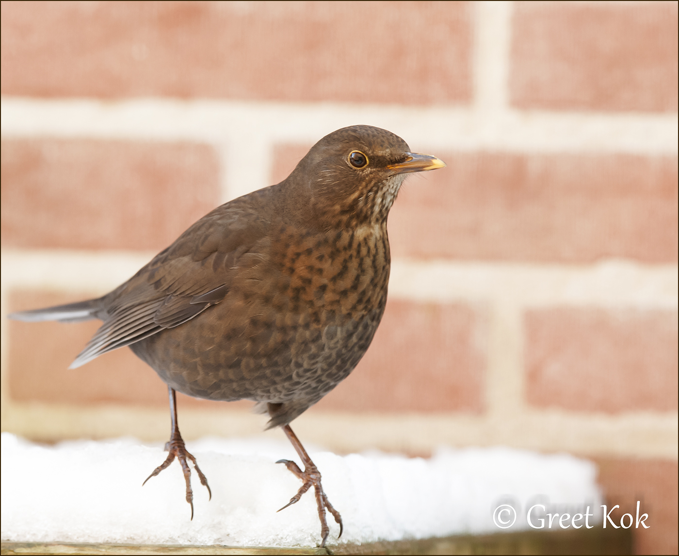 Foto`s van Greet: Merel en Gaai in mijn tuin