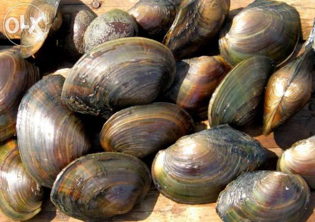 INI DIA POTENSI TERABAIKAN DARI KIJING LOKAL YANG TERNYATA KIJING ...