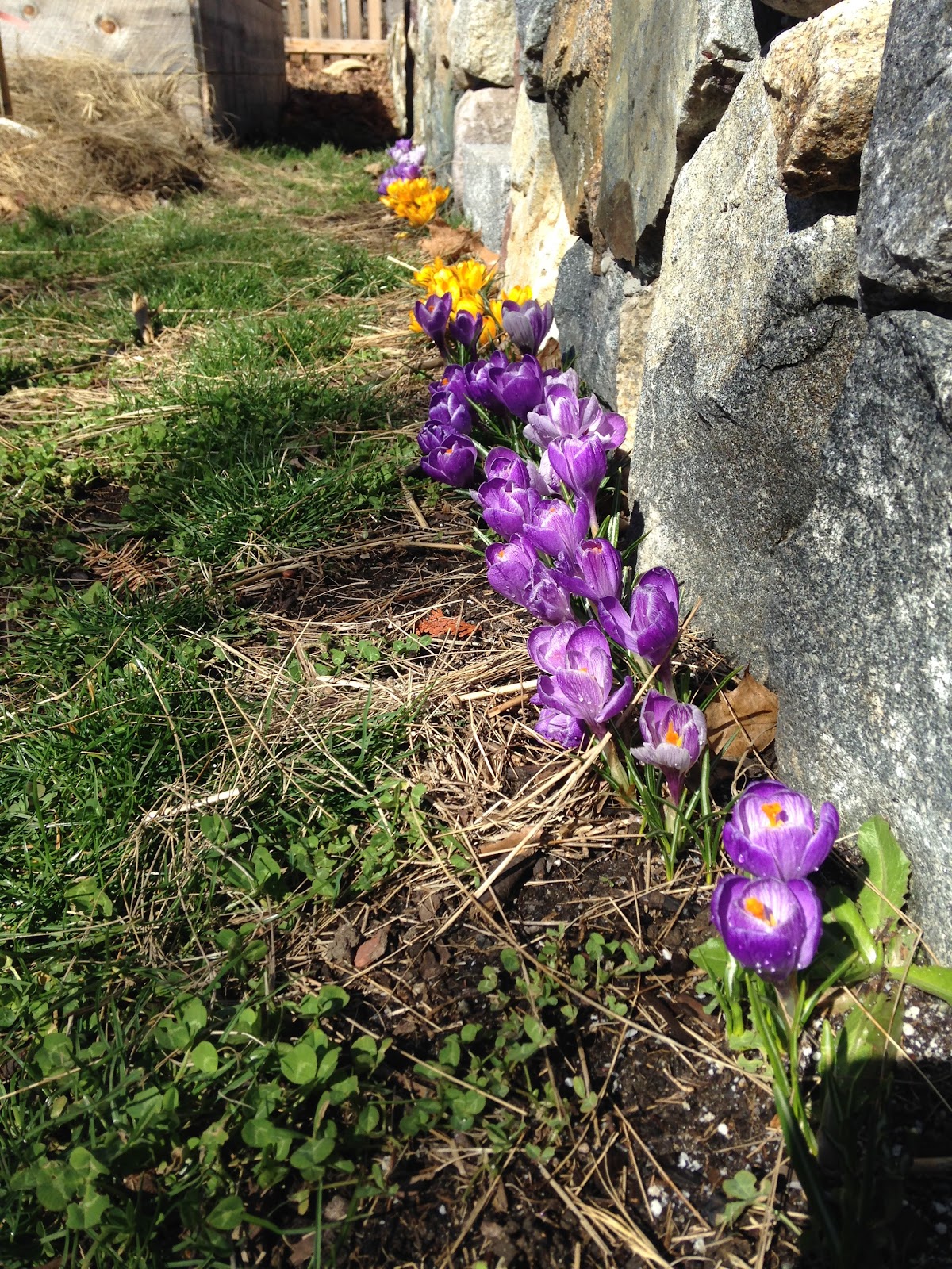 Tooling Up: Urban Micro-Orchard Year 3