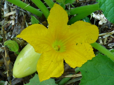 5 Acres & A Dream: June Blooms