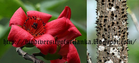 Biodiversity of Sri Lanka: කටු-ඉඹුල්[Katu Imbul]/Cotton Tree (Bombax ceiba)