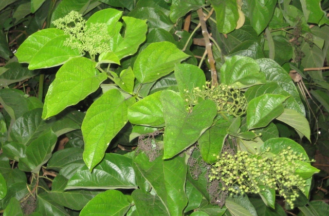 Herbal Medicine - Plant , Trees & Fruit: Alagaw Alternative Medicine ...