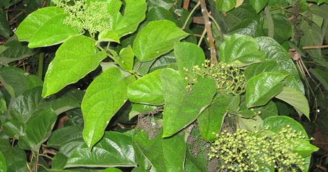 Herbal Medicine - Plant , Trees & Fruit: Alagaw Alternative Medicine ...