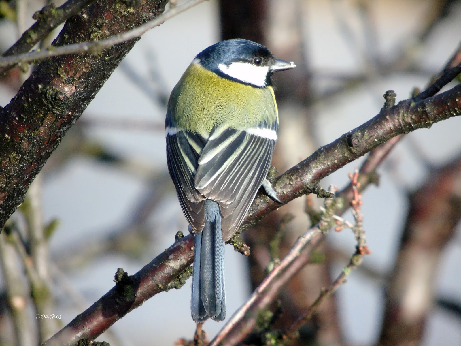 PASARI DIN ROMANIA: PITIGOI MARE, Parus major