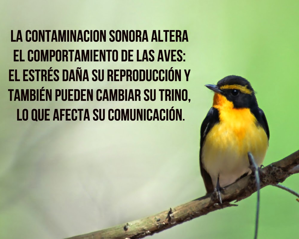 Ecologia-Ruidos ambientales: Efectos y solucion de ruidos ambientales ...