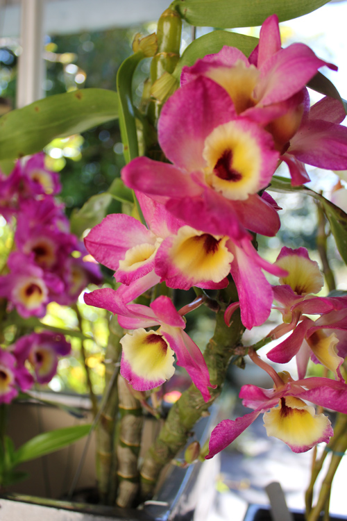 Soft Cane Dendrobium Care - capemixe