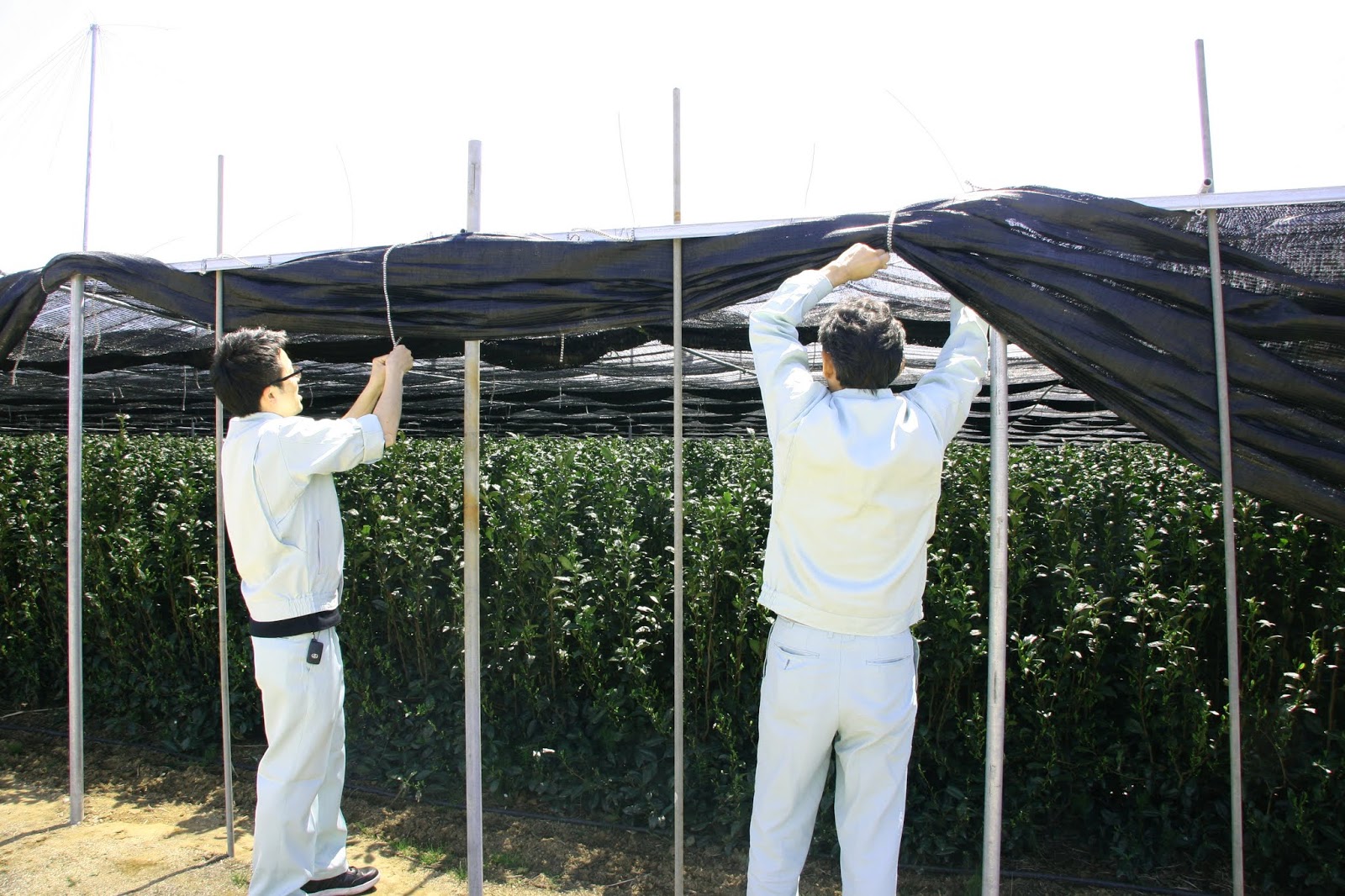 Matcha Green Tea Plantation May 2019