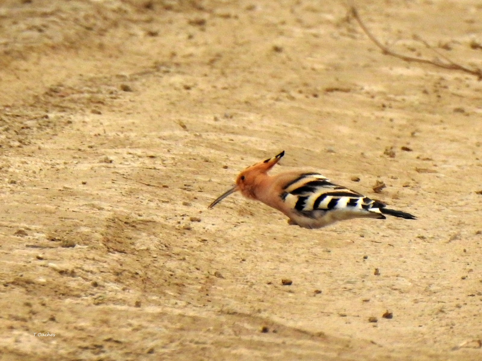 PASARI DIN ROMANIA: PUPAZA, Upupa epops