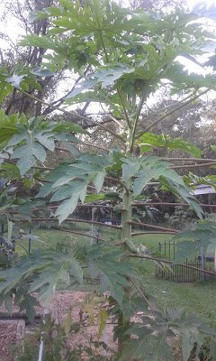 Growing Food in Florida: Growing Papaya in Florida