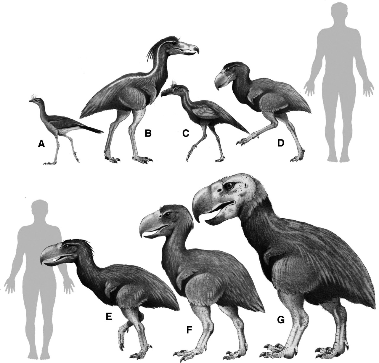 Species New to Science: [PaleoOrnithology] Reconstructions of some ...