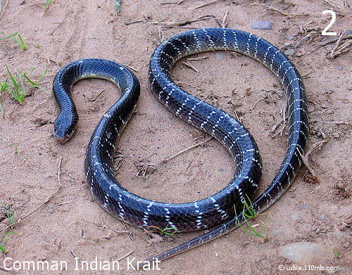 Reptile Research and Conservation Trust Of India: Types Of Venomous ...