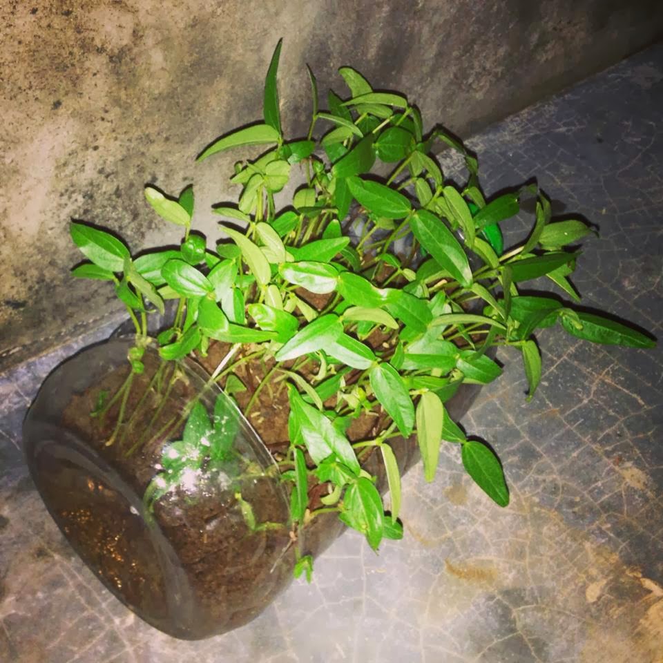 The Story of Baby Monggo