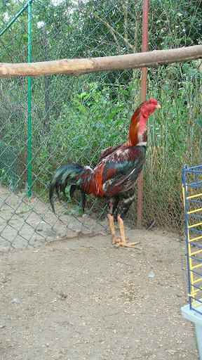 Amatorska hodowla drobiu ozdobnego: Rasy