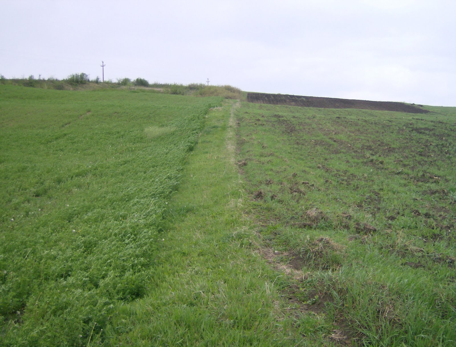 Agricultura sustenabilă: Cum să creezi un colţ sălbatic de 1000 mp cu ...