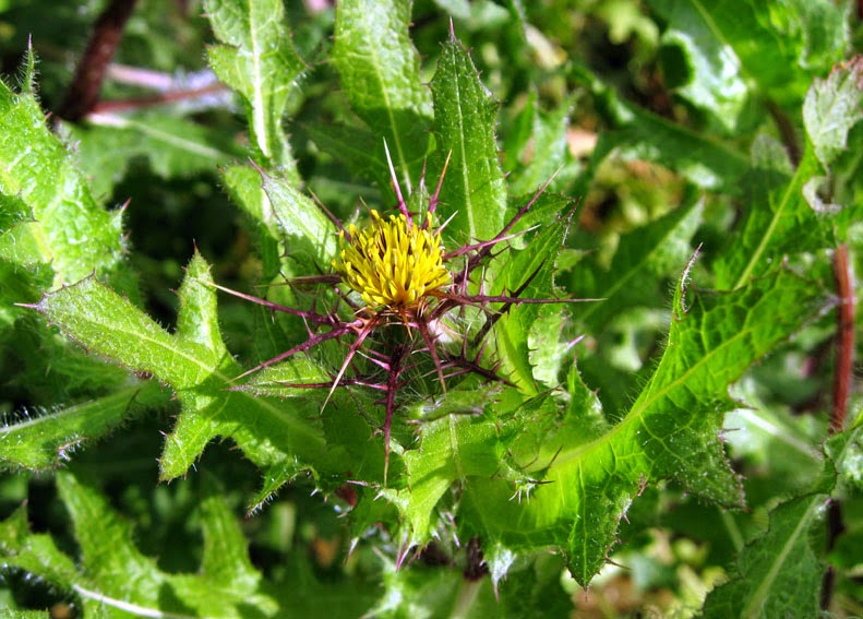 Blaženi čkalj | LEKOVI, LEKOVITO BILJE, LECENJE, SIMPTOMI