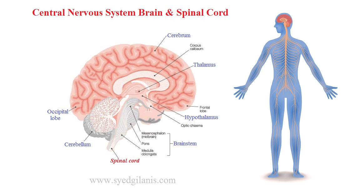 Nervous System Structure