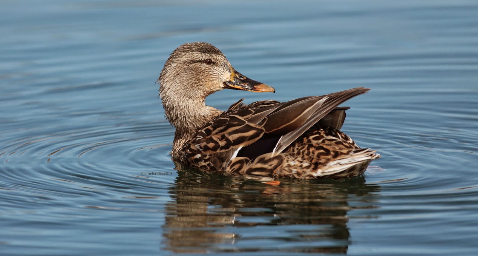 Janice's Birding Blog: Ring-billed, errr, I mean Ring-NECKED Duck!