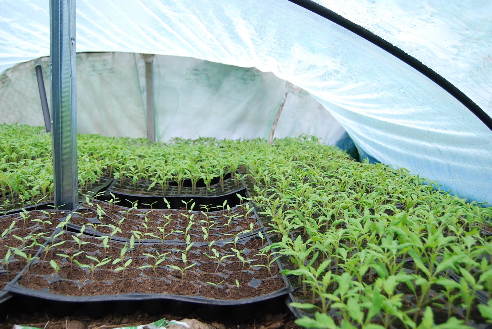 LEGUMICULTURA IN SOLAR SI SERE: RASADURILE DE ROSII