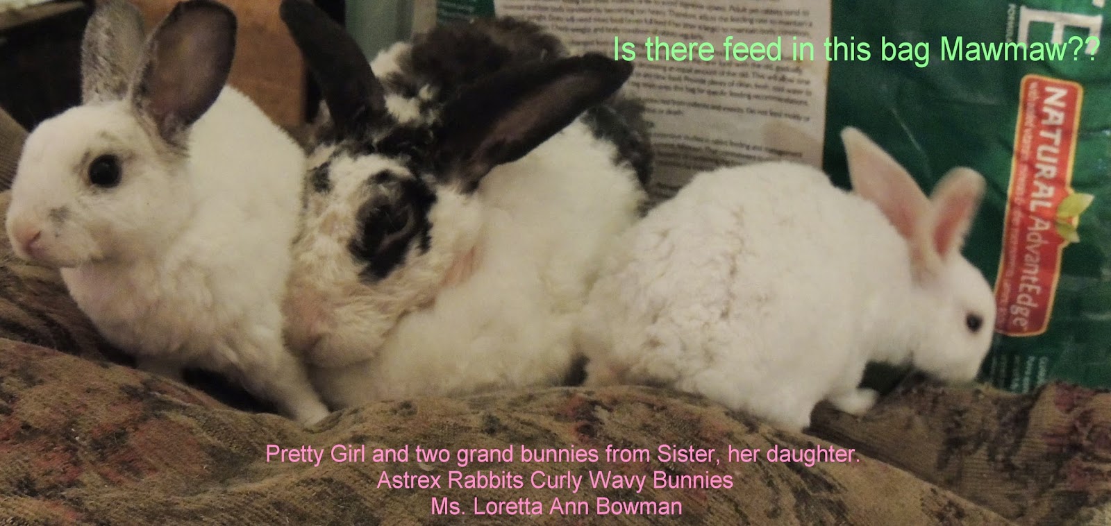 Astrex Rabbits Curly Wavy Bunnies
