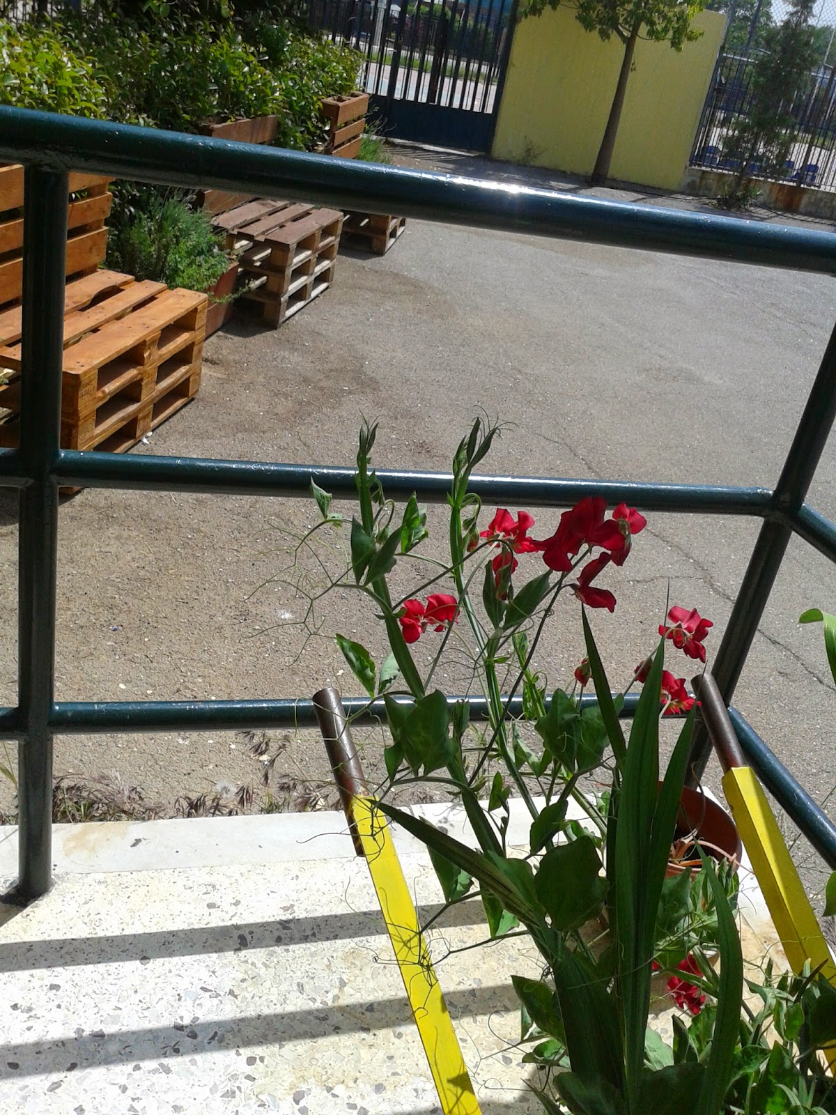 ΣΧΟΛΙΚΟΙ ΛΑΧΑΝΟΚΗΠΟΙ : ΟΙ ΚΗΠΟΙ ΤΩΝ ΣΧΟΛΕΙΩΝ ΤΗΣ Δ/ΣΗΣ Β/ΘΜΙΑΣ ΕΚΠ/ΣΗΣ ...