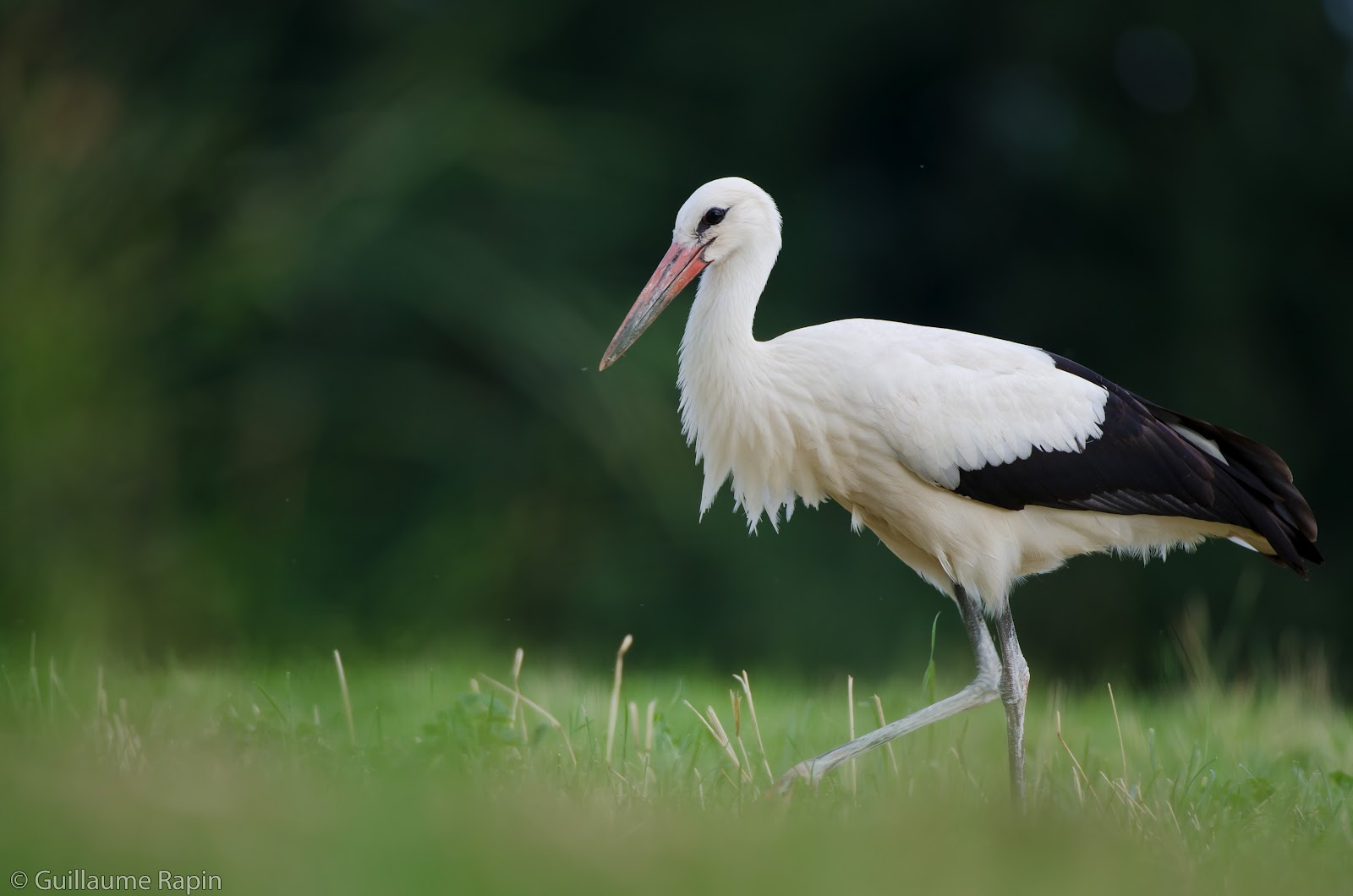 Au plus proche de la nature: Cigogne blanche