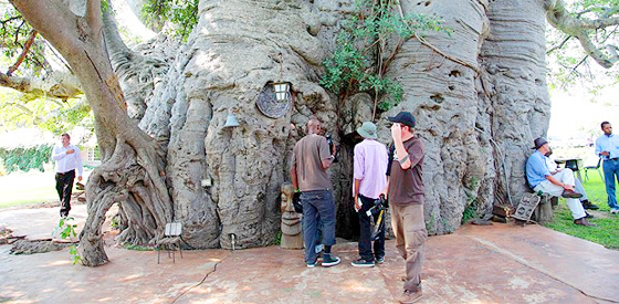NAEI Sebastião Luiz Tatagiba: Conhecendo a Árvore de origem africana o ...