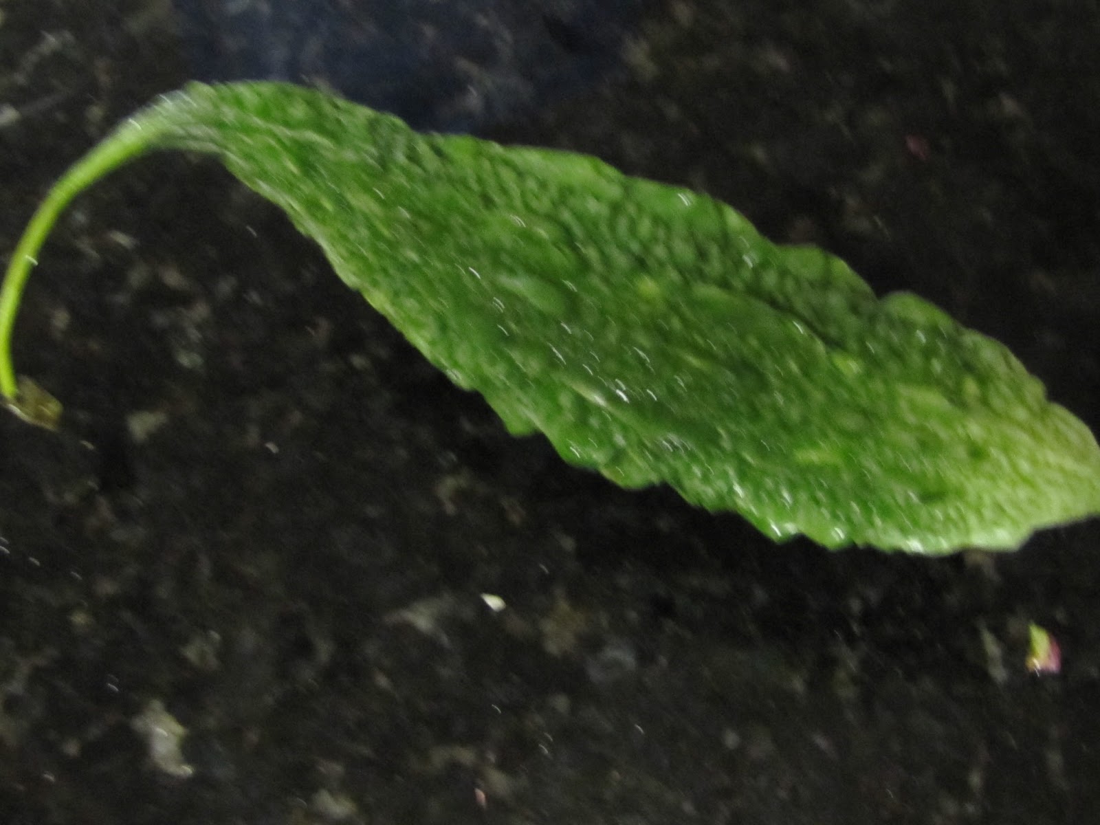 Pavakkai Puli Kuzhambu |Nithya's Nalabagam