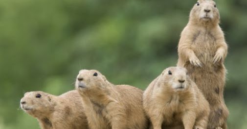 bensozia: Vaccinating Prairie Dogs against the Plague